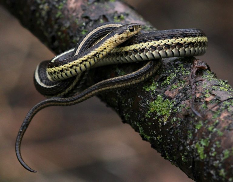 Common Garter Snakes in Southeastern Wisconsin on March 24, 2022 ...