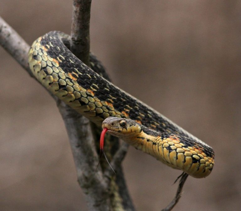 Common Garter Snakes in Southeastern Wisconsin on March 24, 2022 ...
