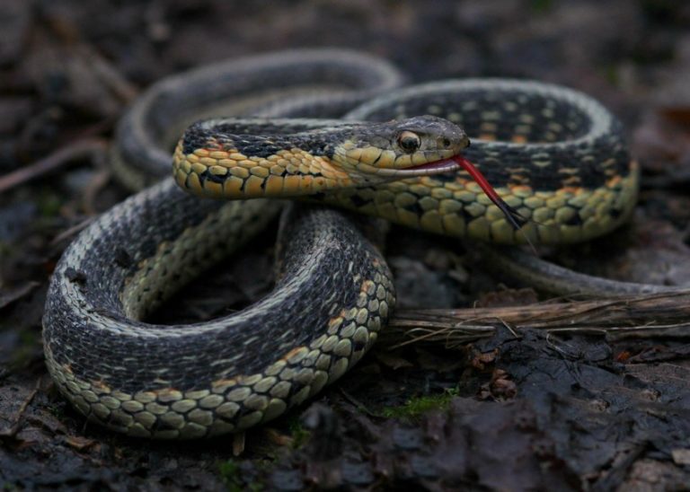 Common Garter Snakes in Southeastern Wisconsin on March 24, 2022 ...