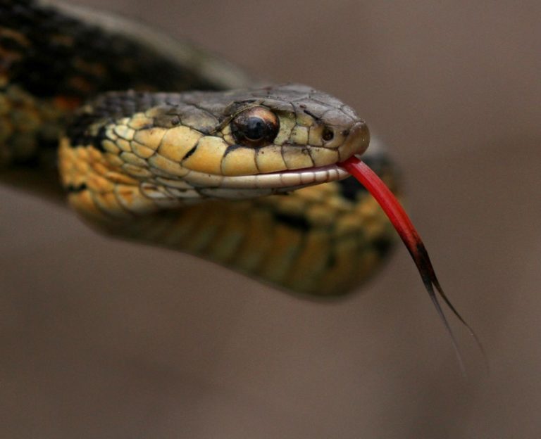 Common Garter Snakes in Southeastern Wisconsin on March 24, 2022 ...