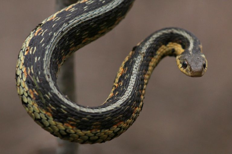 Common Garter Snakes in Southeastern Wisconsin on March 24, 2022 ...