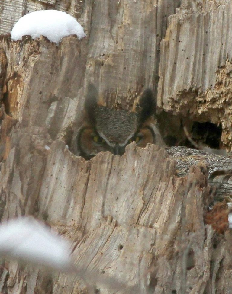 Window to Wildlife - Photography by Jim Edlhuber - Nature and wildlife ...