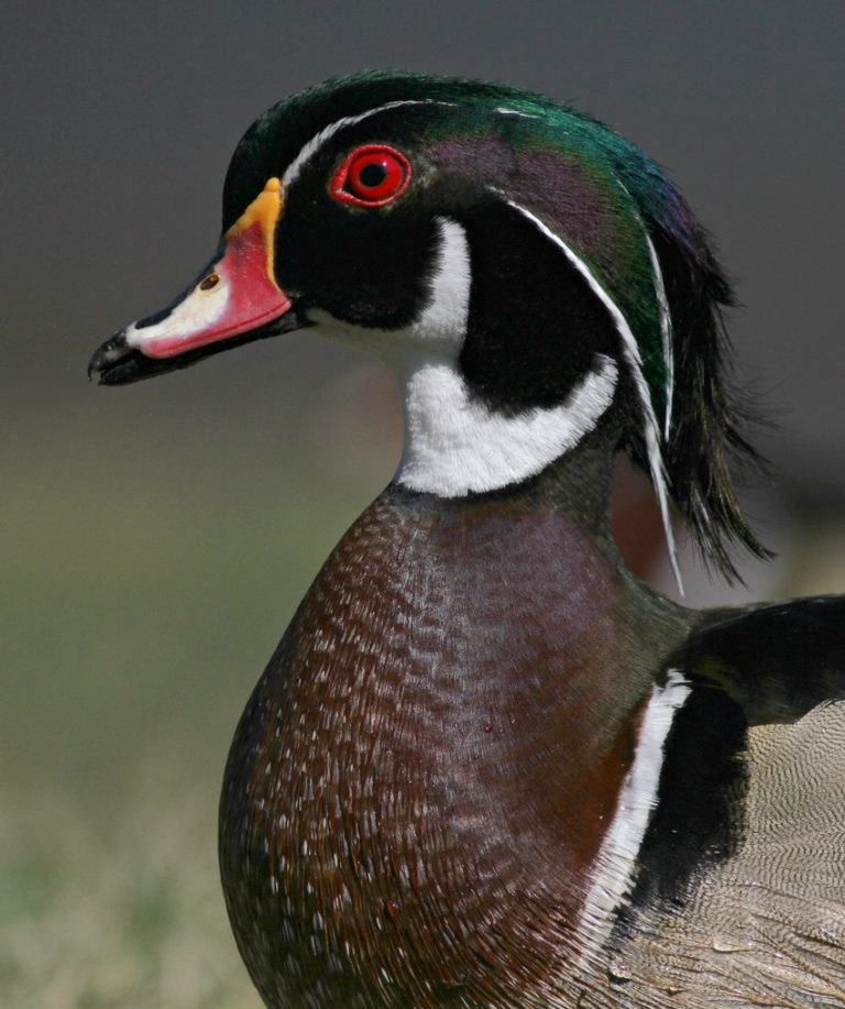 Window to Wildlife - Photography by Jim Edlhuber - Nature and wildlife ...