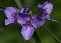 Wisconsin Native Wildflowers Archives - Window to Wildlife ...
