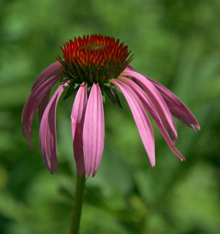 Wisconsin Native Wildflowers 2022 - Window to Wildlife - Photography by ...