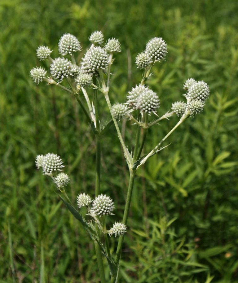 Wisconsin Native Wildflowers 2022 - Window to Wildlife - Photography by ...
