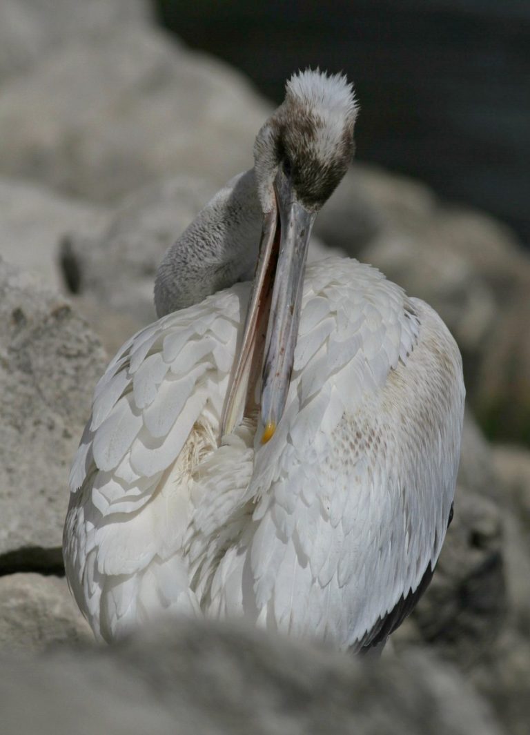 american white pelican Archives - Window to Wildlife - Photography by ...