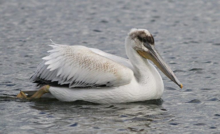 american white pelican Archives - Window to Wildlife - Photography by ...