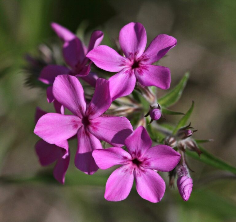 Window to Wildlife - Photography by Jim Edlhuber - Nature and wildlife ...