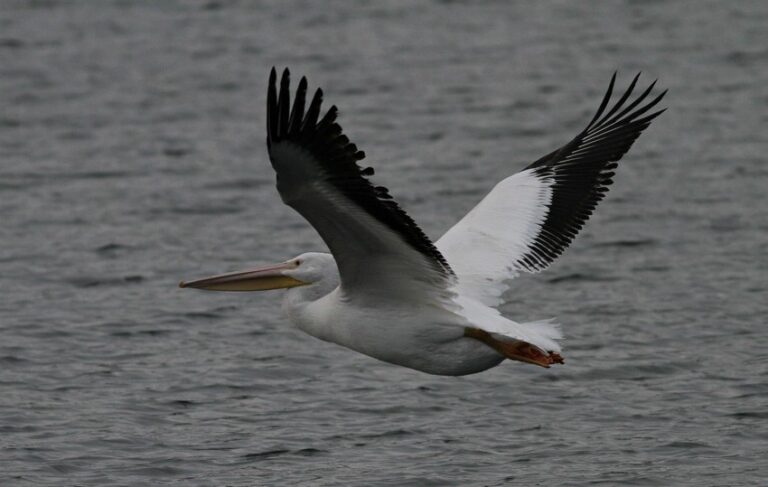 american white pelican Archives - Window to Wildlife - Photography by ...