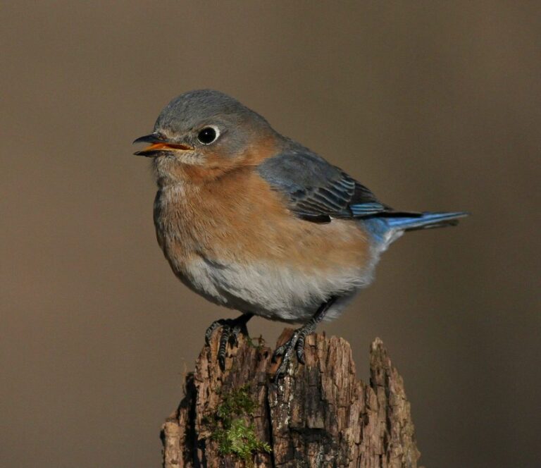 Blue Birds In Wisconsin