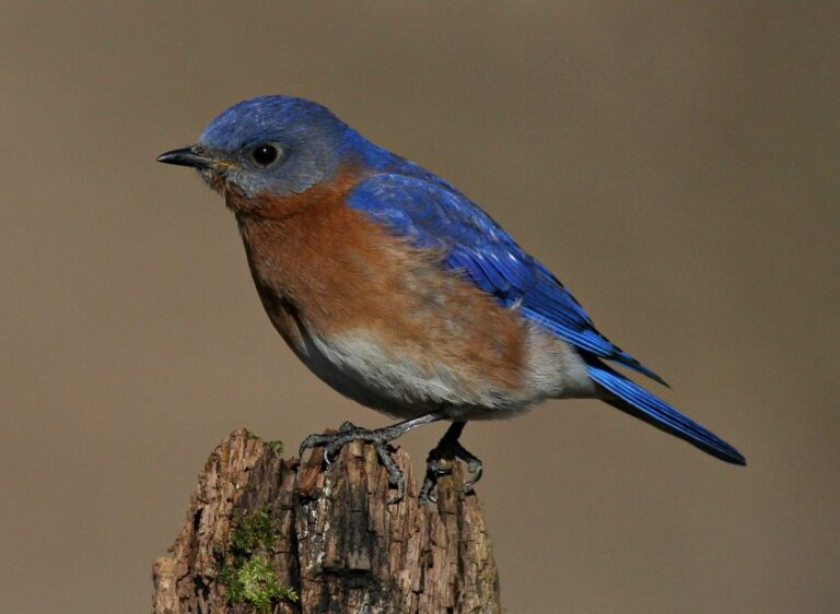 Eastern Bluebirds in Southeastern Wisconsin on March 1, 2024 - Window ...