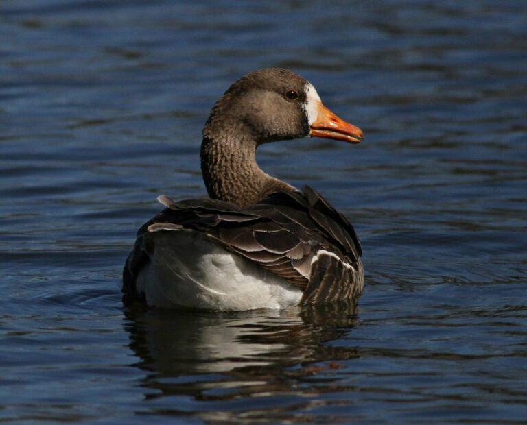 Greater White-fronted Goose at Jackson Park in Milwaukee County ...