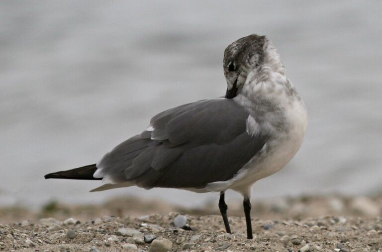 Shorebirds