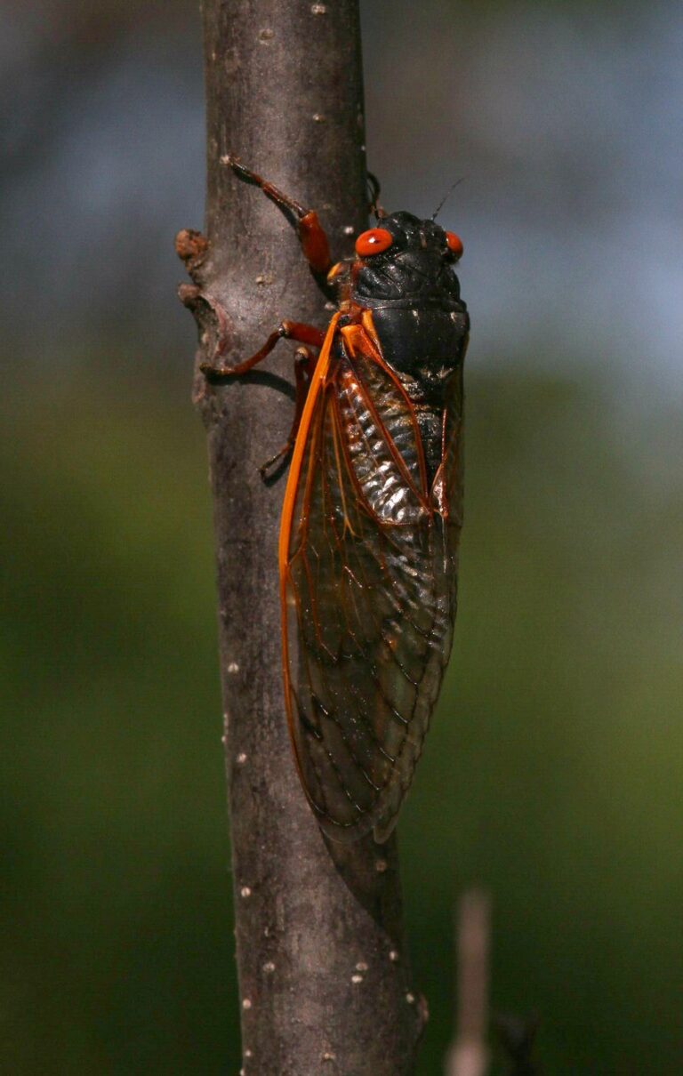 Cicadas at Lyons Wildlife Area in Walworth County Wisconsin on May 28 ...