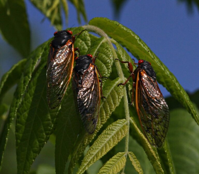 Cicadas at Lyons Wildlife Area in Walworth County Wisconsin on May 28 ...
