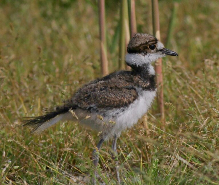Killdeer chicks in Milwaukee County Wisconsin on June 3, 2024 - Window ...