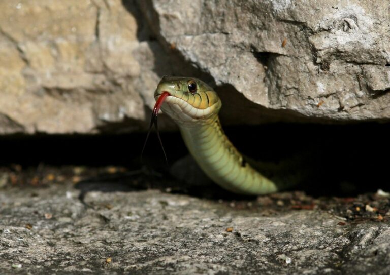 Common Garter Snake in Milwaukee County Wisconsin on July 7, 2024 ...