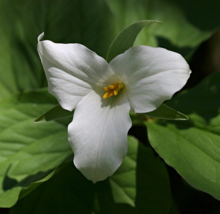 Wisconsin Native Wildflowers Archives - Window to Wildlife ...