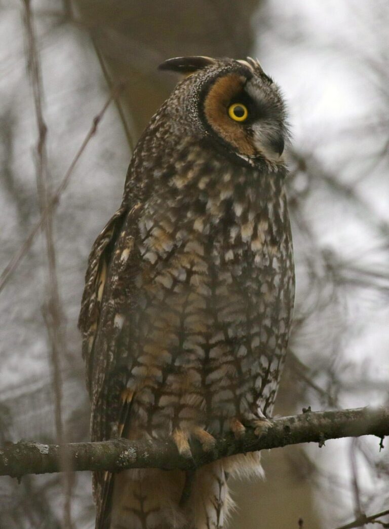 Long-eared Owls in Wisconsin on December 14, 2024 - Window to Wildlife ...