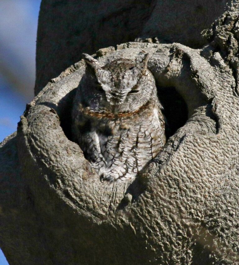 Wisconsin Birds Archives - Window to Wildlife - Photography by Jim Edlhuber