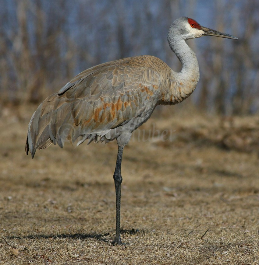 Sandhill Cranes In Waukesha County Wisconsin On March 12 2025 Window Sandhill Cranes In Waukesha County Wisconsin On March 12 2025 Window