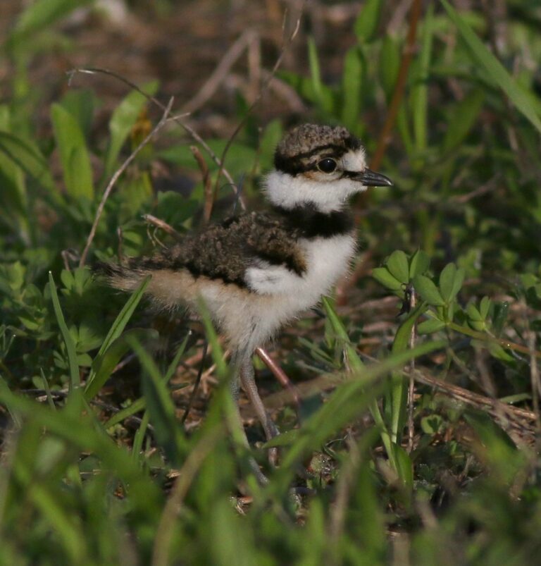 Killdeer chicks in Waukesha County Wisconsin on May 7, 2025 - Window to Wildlife - Photography ...
