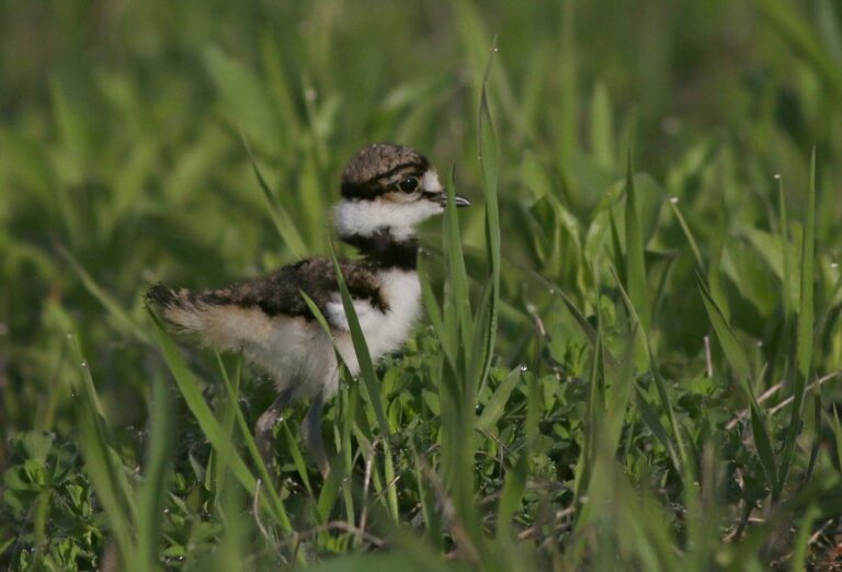 Killdeer chicks in Waukesha County Wisconsin on May 7, 2025 - Window to Wildlife - Photography ...