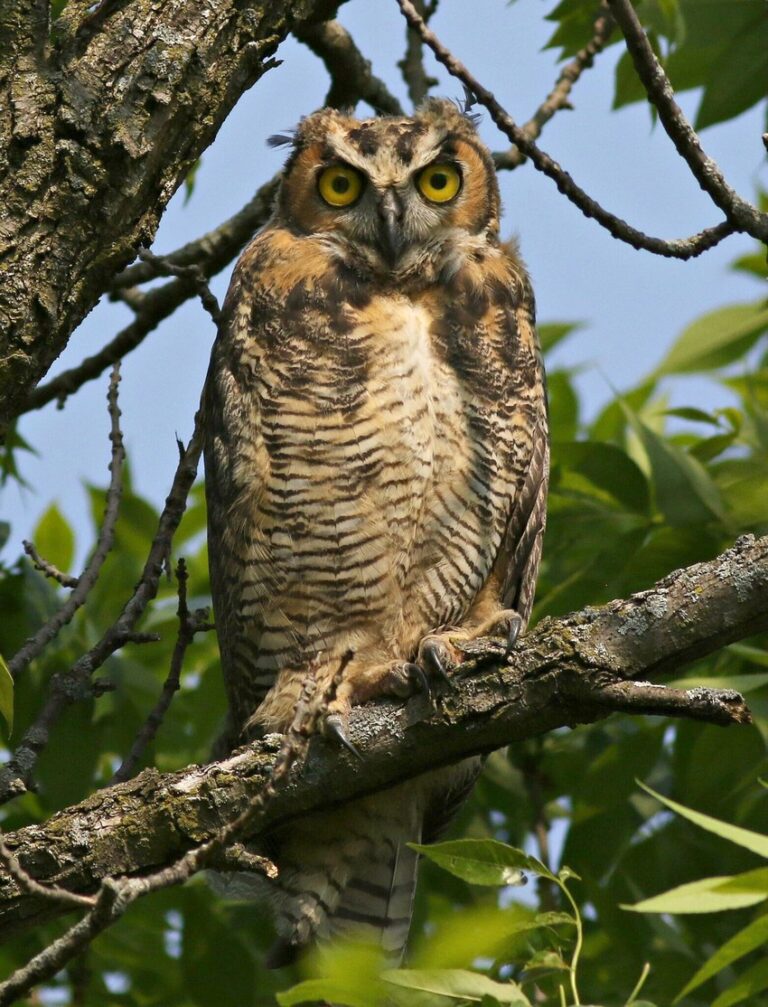 Great Horned Owl in Waukesha County Wisconsin on May 29, 2025 - Window ...