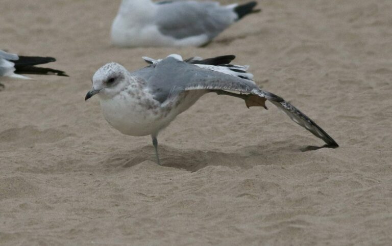 Shorebirds