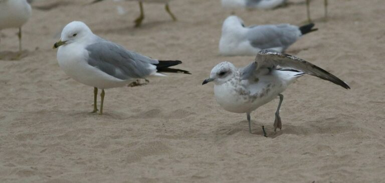 Shorebirds