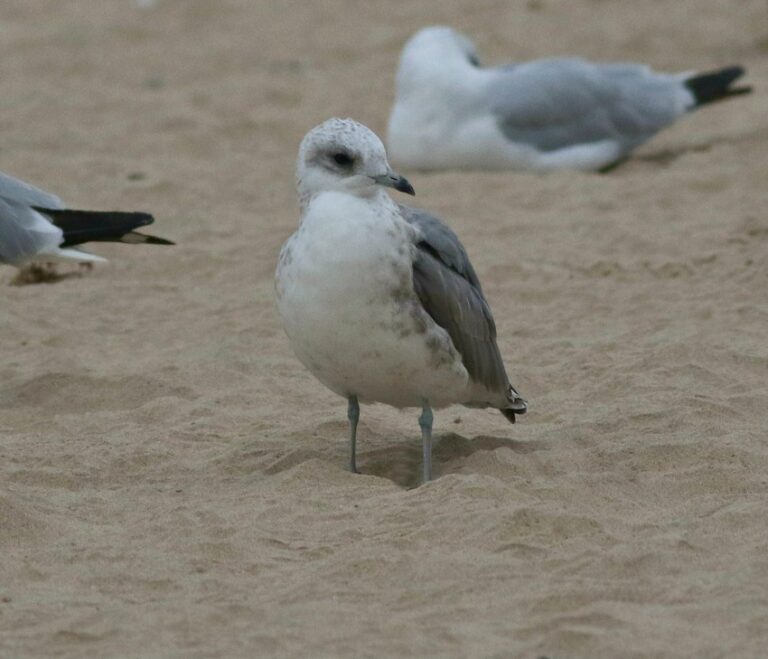 Shorebirds