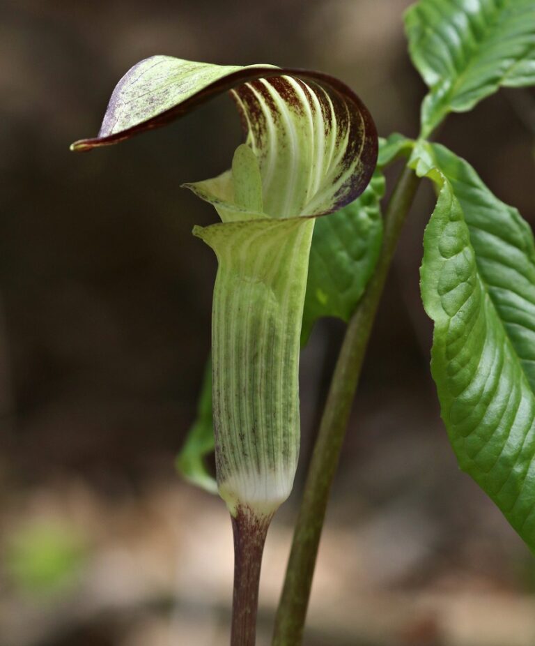 Blooming Native Wildflowers in Wisconsin Spring and Summer 2025 ...