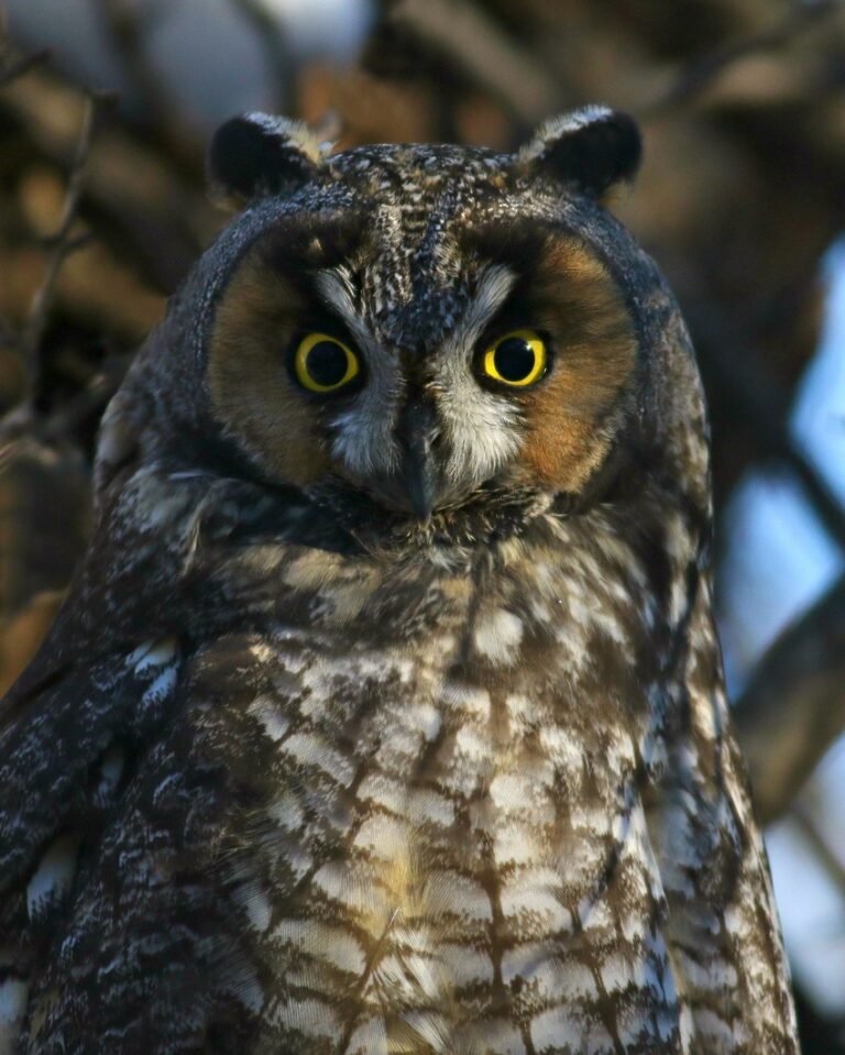 Long-eared Owl in Wisconsin on December 8, 2025 - Window to Wildlife ...