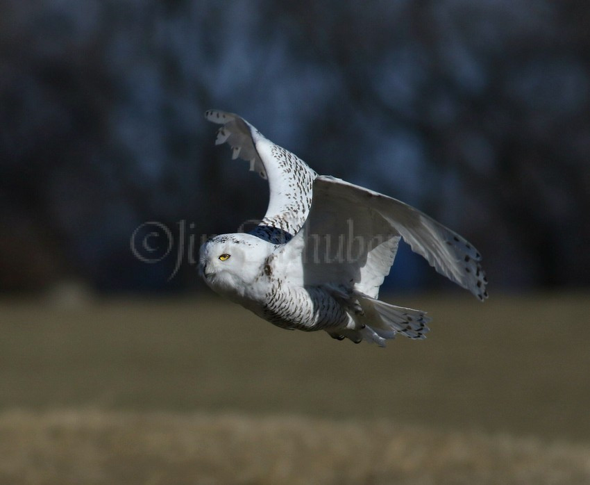 Snowy Owl in Milwaukee County Wisconsin on January 13, 2026 - Window to ...