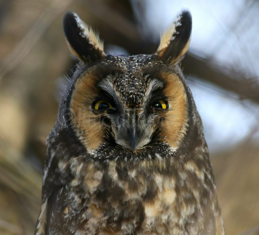 Long-eared Owl in Wisconsin on January 4, 2026 - Window to Wildlife ...