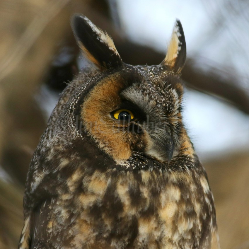 Long-eared Owl in Wisconsin on January 4, 2026 - Window to Wildlife ...