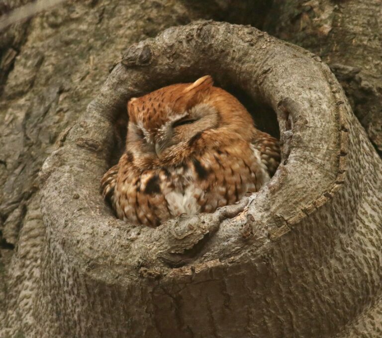 Eastern Screech Owl in Milwaukee County Wisconsin on January 8, 2026 ...