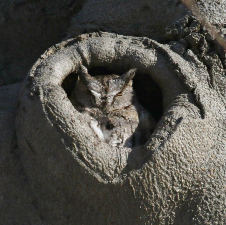 Eastern Screech Owl in Milwaukee County Wisconsin on January 4, 2026 ...
