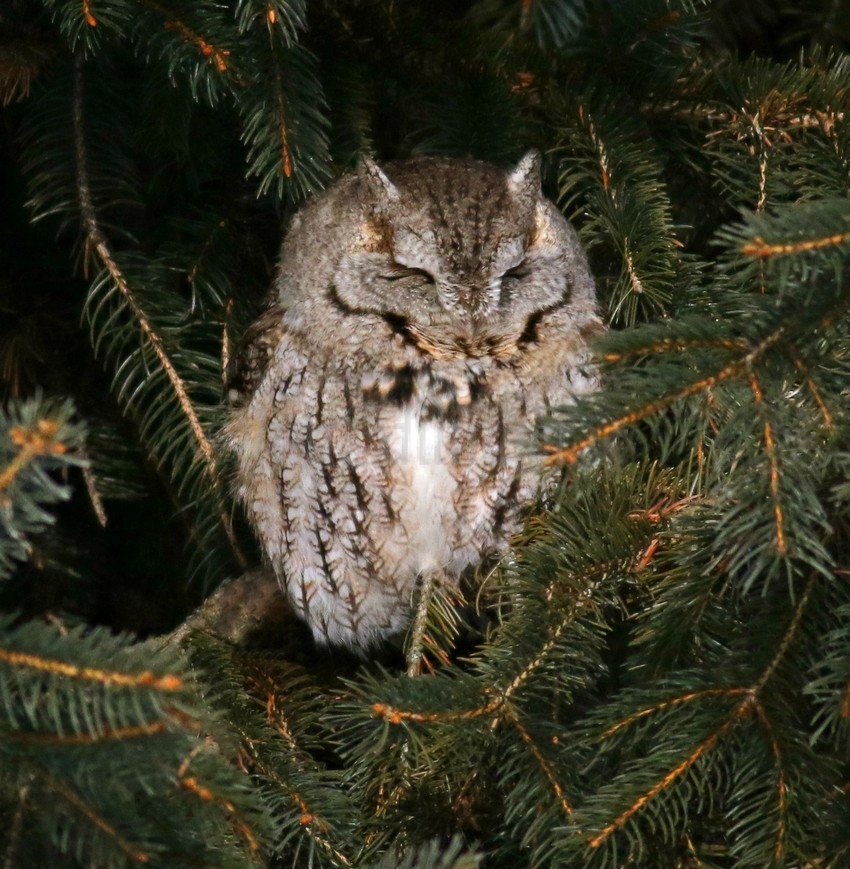 Eastern Screech Owl in Milwaukee County Wisconsin on January 27, 2026 ...