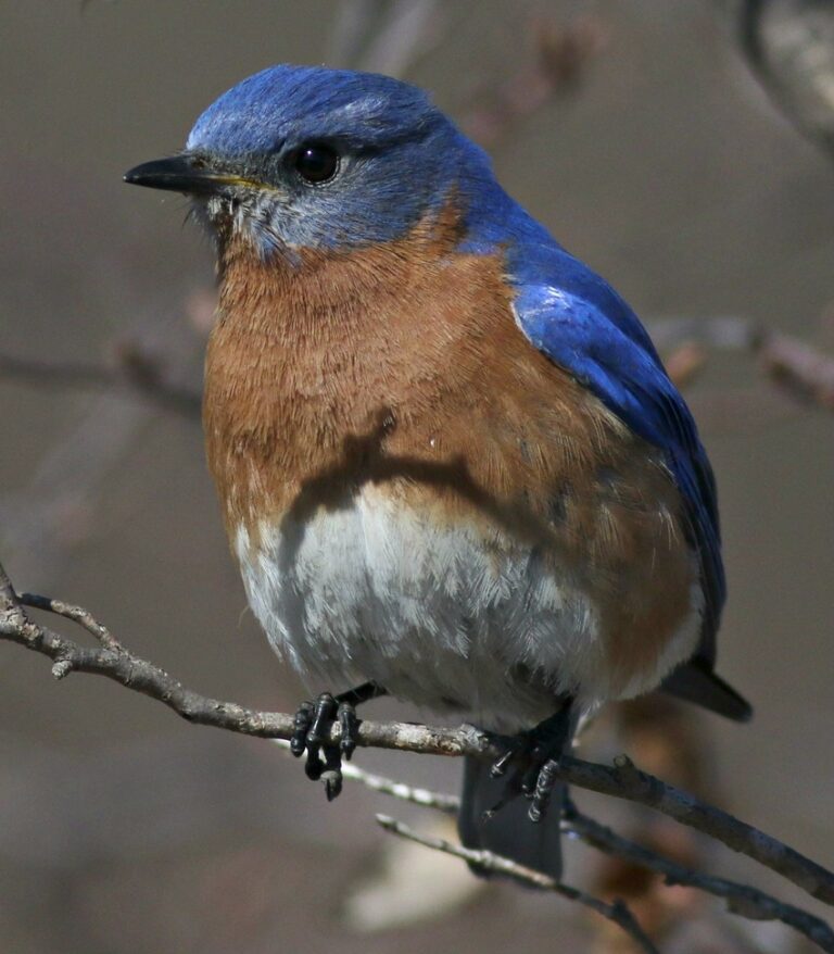 Blue Birds In Wisconsin
