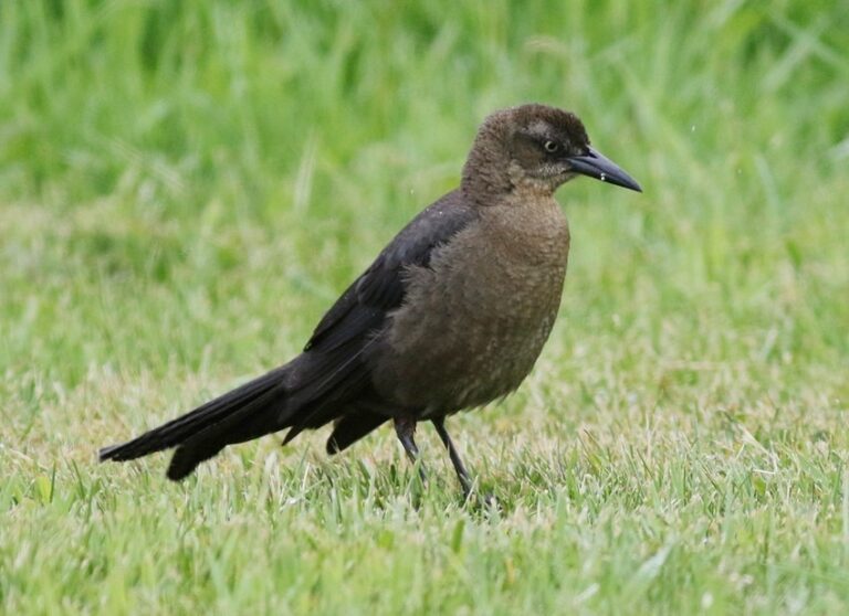 Great-tailed Grackle at the Red Cliff Campground in Bayfield County ...
